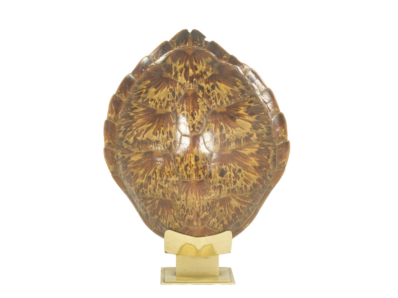 italian-turtle-and-brass-table-lampe_1970s_rid | Fuoricatalogo Gallery